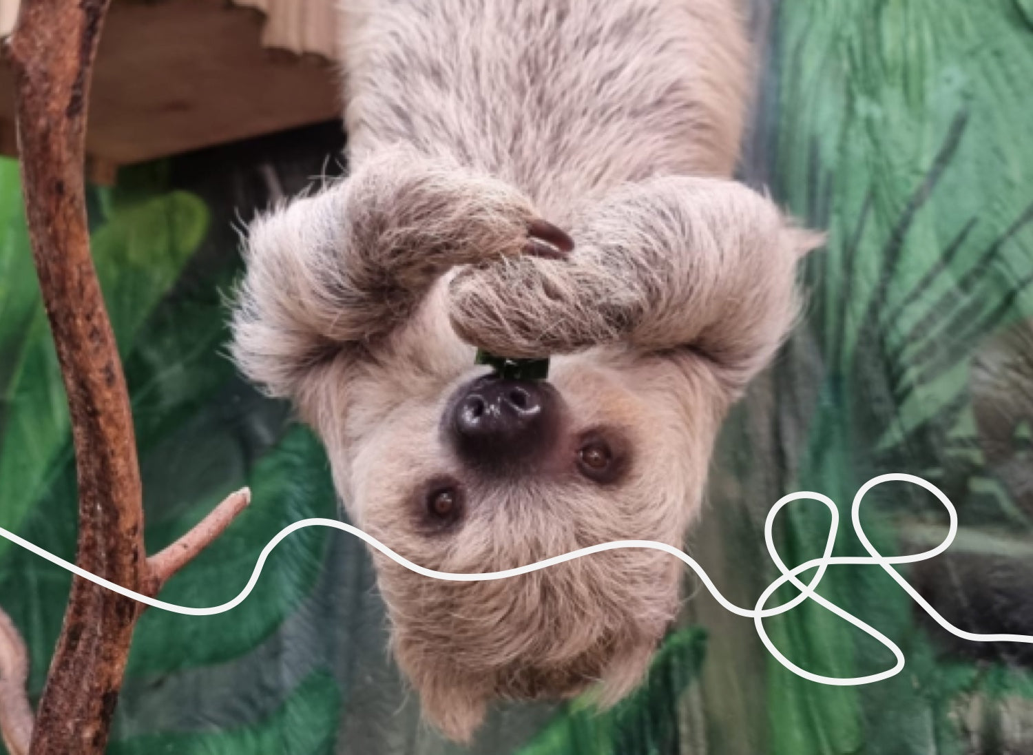 Baby Echo: Our Adopted Baby Sloth | Baby Sloth Facts | Eve